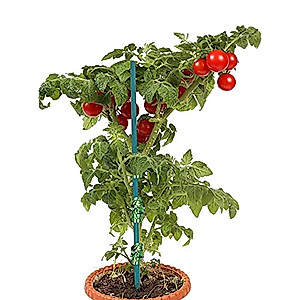 POLIUMB Green Plant Stakes Garden Wood Plant Support Stakes, Sturdy Wooden Floral Bamboo Sticks, Garden Sticks Sign Posting (18 inches-25 Pack)