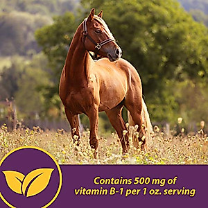 Horse Health Vita B-1 Crumbles Supplement for Horses, Supports Optimal Muscle Activity and Metabolism for Performance, 3 pounds, 48 Day Supply