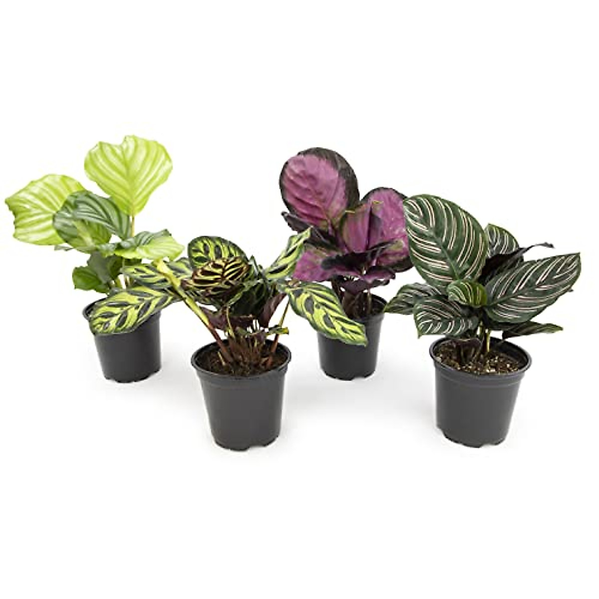 Calathea Prayer Plants Live House Plants Kit (4 PK), Calathea Plant Live Indoor Plants Live Houseplants, Live House Plants Indoors Live Plants Indoor, Live Indoor House Plants Live by Plants for Pets