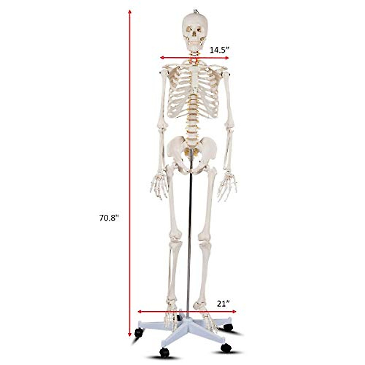 HAPPYGRILL 5.9FT Human Anatomical Anatomy Skeleton Life Size Full Body Skeleton with Rolling Stand for Teaching