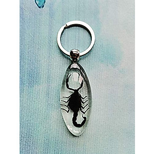 FlyingBean KeyChain With Real Black Scorpion Insect Specimens, Animal Taxidermy Collection, Olive Shape KeyRing Crafts (Scorpion-01)