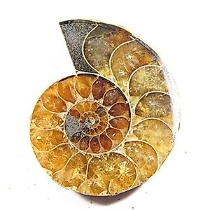 XUETZALCOATL Vegavaan Sudarshan Shaligram 1.5cm - 2.5cm from Kali Gandaki 1 pcs