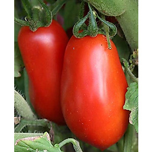 Tomato, Italian Roma, Heirloom, 50 Seeds, Delicious RED Tasty Fruit
