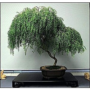Dwarf Weeping Willow Bonsai Tree Cutting - Thick Trunk Start, A Must Have Dwarf Bonsai Material. Ships from Iowa, USA