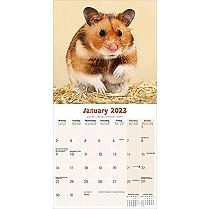 2023 Hamsters Wall Calendar