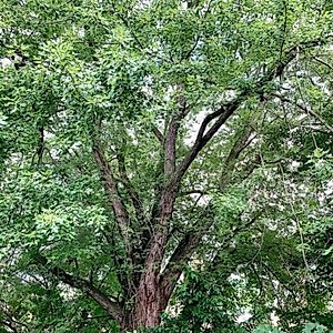 CHUXAY GARDEN 20 Seeds Acer Saccharinum,Silver Maple,Water Maple,Swamp Maple,White Maple Common Fast-Growing Deciduous Tree Great for Garden and Street