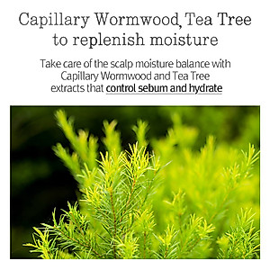 Pyunkang Yul Low pH Scalp Shampoo with Natural Surfactant & Acorus Calamus Root for Perfect Cleansing & Healthier Scalp, Moisturizing, Soothing & Calming, Therapeutic for Damaged Hair 16.9 Fl.oz