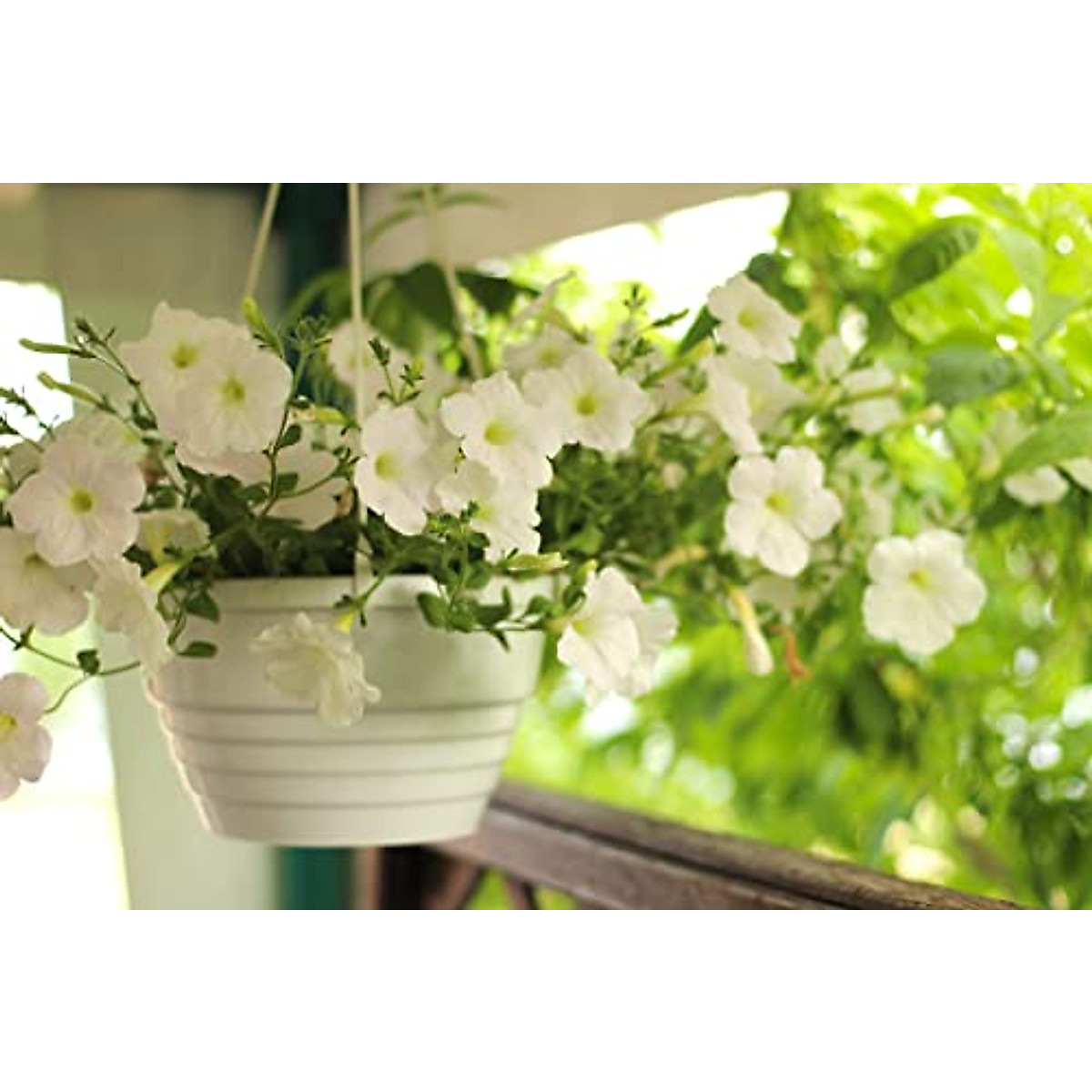 Natural Horticultural Perlite (1 Quart)