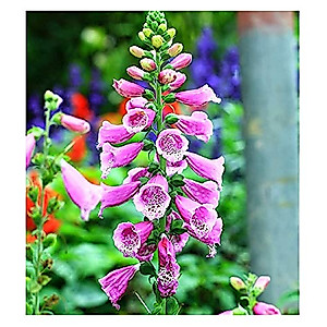 David's Garden Seeds Flower Native American Foxglove 8833 (Purple) 50 Non-GMO, Heirloom Seeds