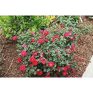 4.5 in. Quart OSO Easy Urban Legend Rose (Rosa) Live Plant, Red Flowers