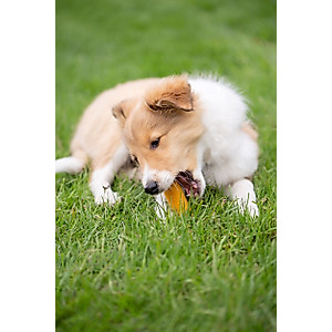 Wildfang® Yak Chews for Dogs, Chewing Bone Dog from Cow Milk - Hard Cheese Chewing Cheese for Dogs from Pasture Milk, Yak Himalaya Recipe, All Dog Sizes and Puppies, Himalaya Yak Dog Chewing Bone