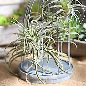 Artificial Air Plants Faux Succulents Plants Unpotted Small Tillandsia Look Real in Flocked Green Premium Crafting DIY Floral Decor for Home Garden Office Party, 3 pcs