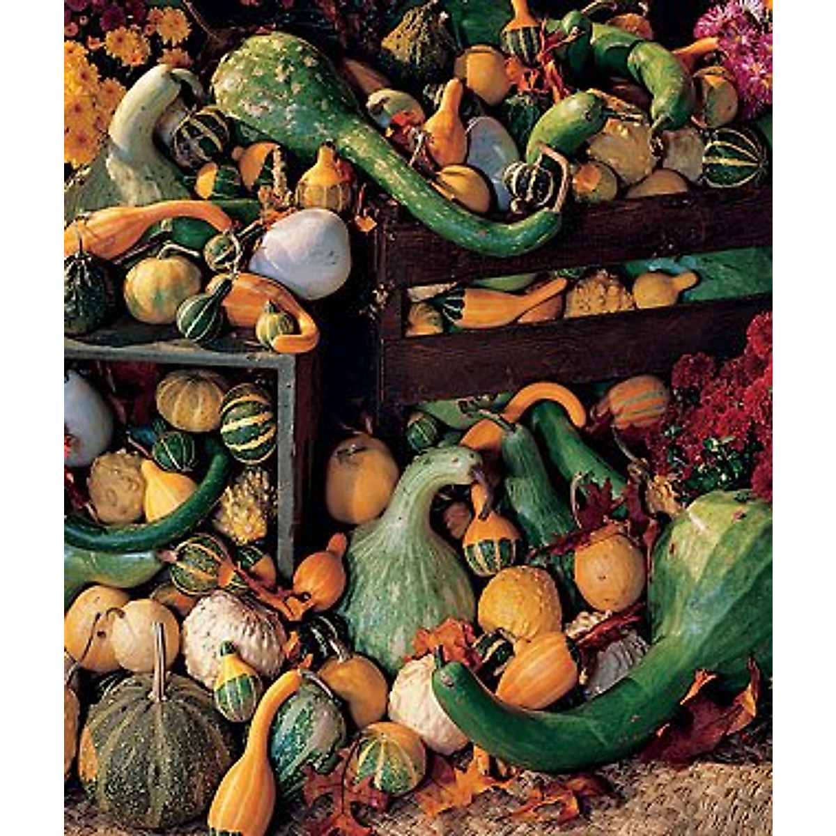 Burpee Ornamental Big Gourds Mix Gourd Seeds 25 seeds