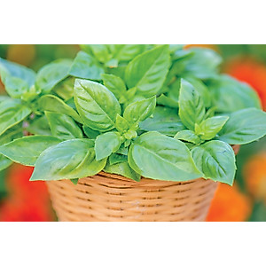 Burpee Windowsill Herb Collection Seeds 5 packets of seed.