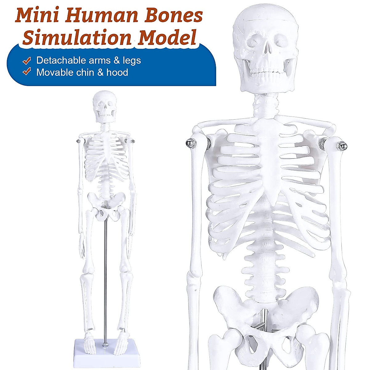 faruijie Human Heart & Body Torso & Skeleton Anatomy Model - Anatomical Assembly Model of Human Organs Mini Human Skeleton Model with Movable Arms and Legs for Medical Student Educational Kit