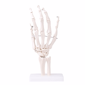 Hand Joint Anatomical Model Skeleton Model Human Medical Anatomy Life Size Educational Hand Bone Mold Anatomical Hand