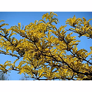 Honey Locust Tree Live Plant, 2-3' Tall Plant, Fast Growing, Tree Plant for Garden