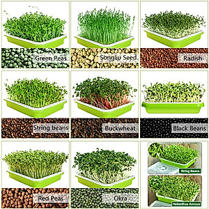 SUNPRO 3-Pack Seed Sprouter Tray BPA Free PP Soil-Free Big Capacity Healthy Wheatgrass Grower Sprouting Container Kit (3Packs,Green Mesh Tray with 6 Zone,White Bottom Tray)