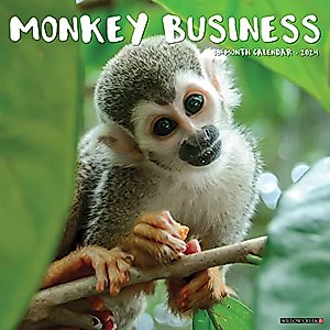 Willow Creek Press Monkey Business Monthly 2024 Wall Calendar (12" x 12")