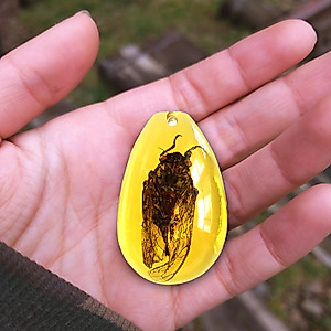 Western Eagle Workshop 8pcs Amber Fossil with Insects Samples Stones Crystal Specimens Home Decorations Collection Oval Pendant