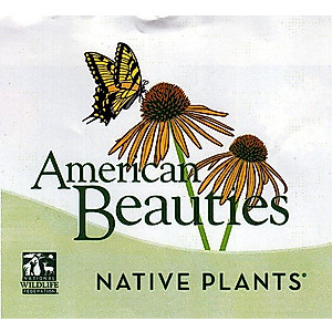 Viking Chokeberry Plant - Aronia - Shrub/Bonsai/Wine - 3.25" Pot