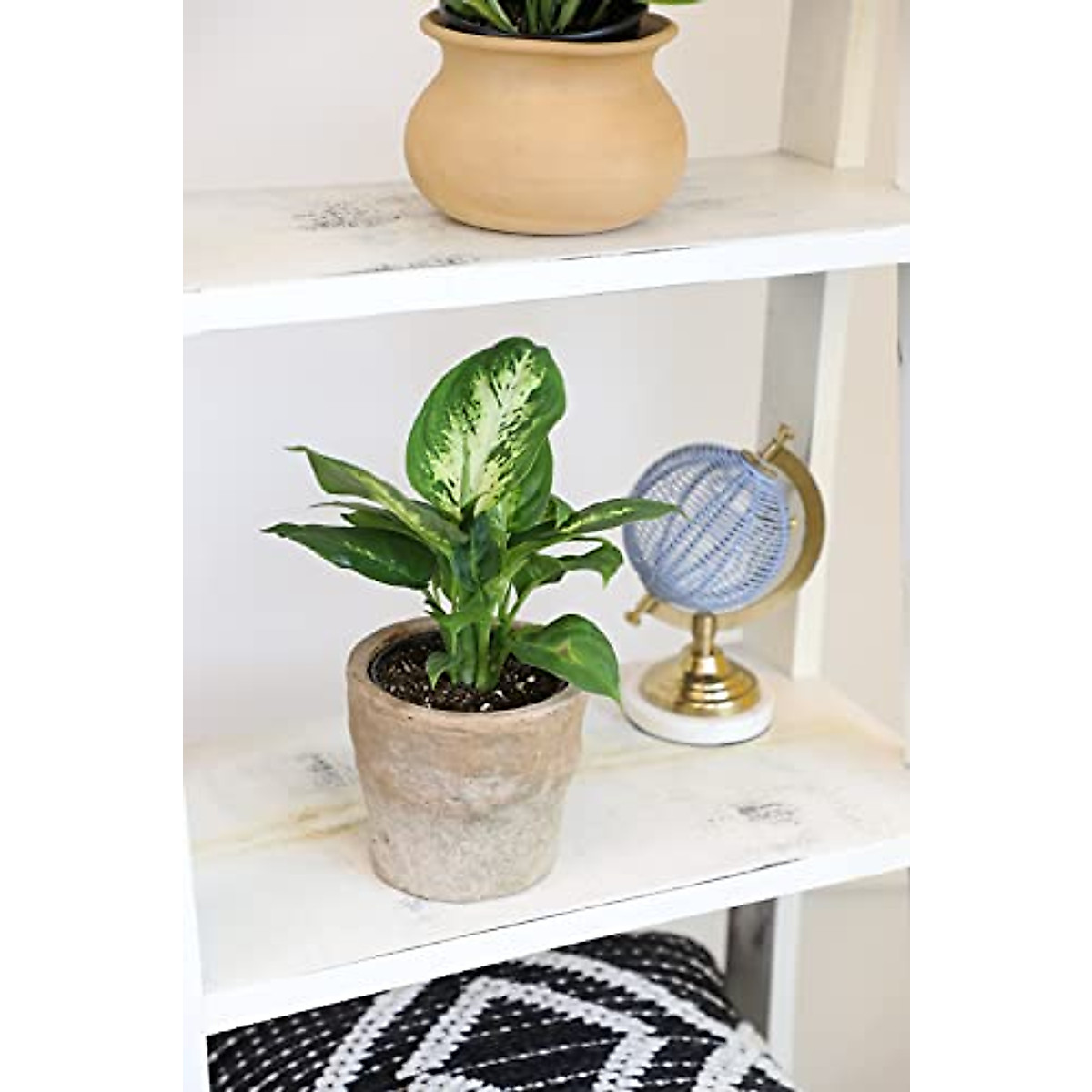 Essential Houseplant Collection (4PK) Live Plants Indoor Plants Live Houseplants in Plant Pots, Easy House Plants Indoors Live, Snake Plant, Pothos in Potting Soil, Clean Air Plants by Plants for Pets