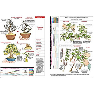 Introduction to Bonsai: The Complete Illustrated Guide for Beginners (with Monthly Growth Schedules and over 2,000 Illustrations)