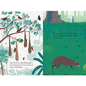 Over and Under the Rainforest