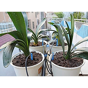 (100-PACK) - 6" Inch .5 GPH - Angled Drip Emitter Stake for Precise Watering & Irrigation, Greenhouse, Container Gardening, Home Garden, and Hydroponics Growing - for 1/8" Tubing (6" Inch Drip Stake)