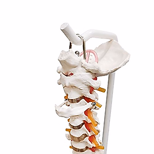 Ultrassist Life Size Human Spine Model, 34" Flexible Spinal Cord with Hyoid Bone, Herniated Disk, Nerves, Arteries and Pelvis, Teaching Tool for Medical Students and Chiropractors, Includes Stand