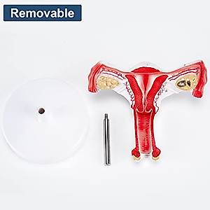 Winyousk Life-Size Uterus and Ovary Model, Anatomical Model of Female Reproductive Organs, Showing Uterus, Ovaries, Vagina, School Teaching Demonstration, Medical Research Model