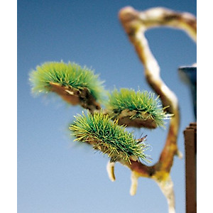 Platz 1/12 The-bonsai See Plastic model BON-03