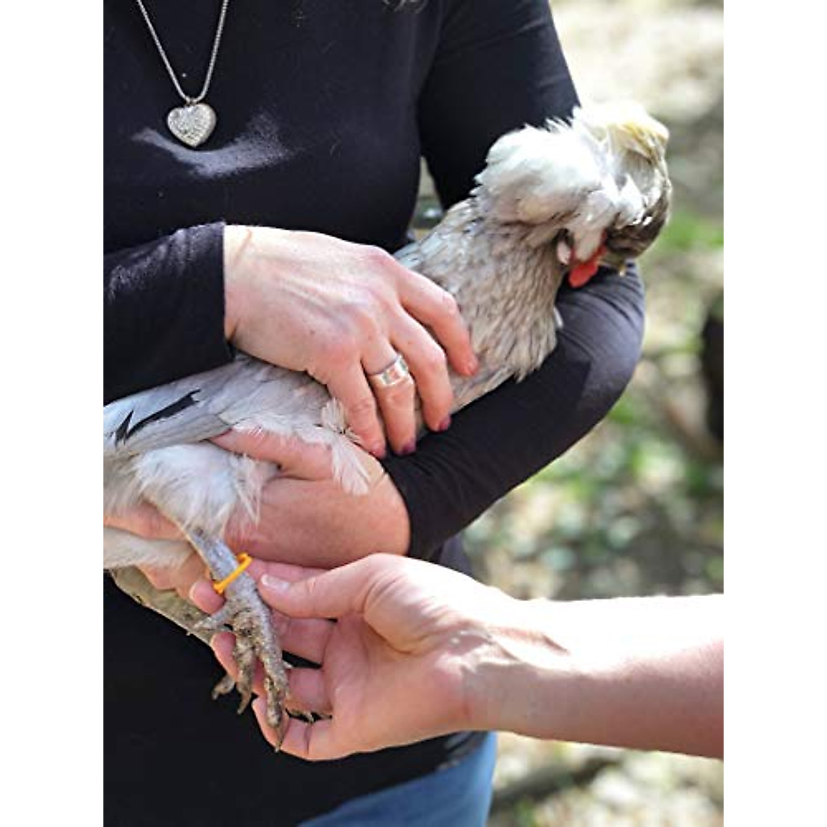 Happy Hen Treats Spiral Leg Bands for Pets, Size 9