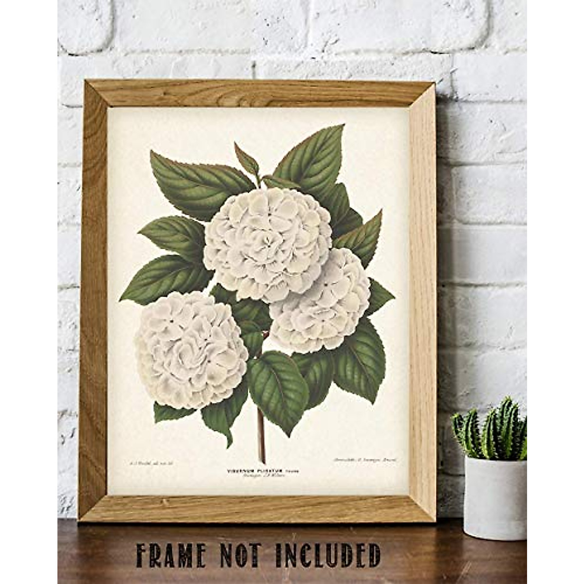 Vintage Japanese Snowball Flower Illustration - Classic Botanical Poster, Home and Graden Decoration, Cottagecore Room Decor, Vintage Flower Wall Display Gift, 11x14 Unframed Art Print Poster