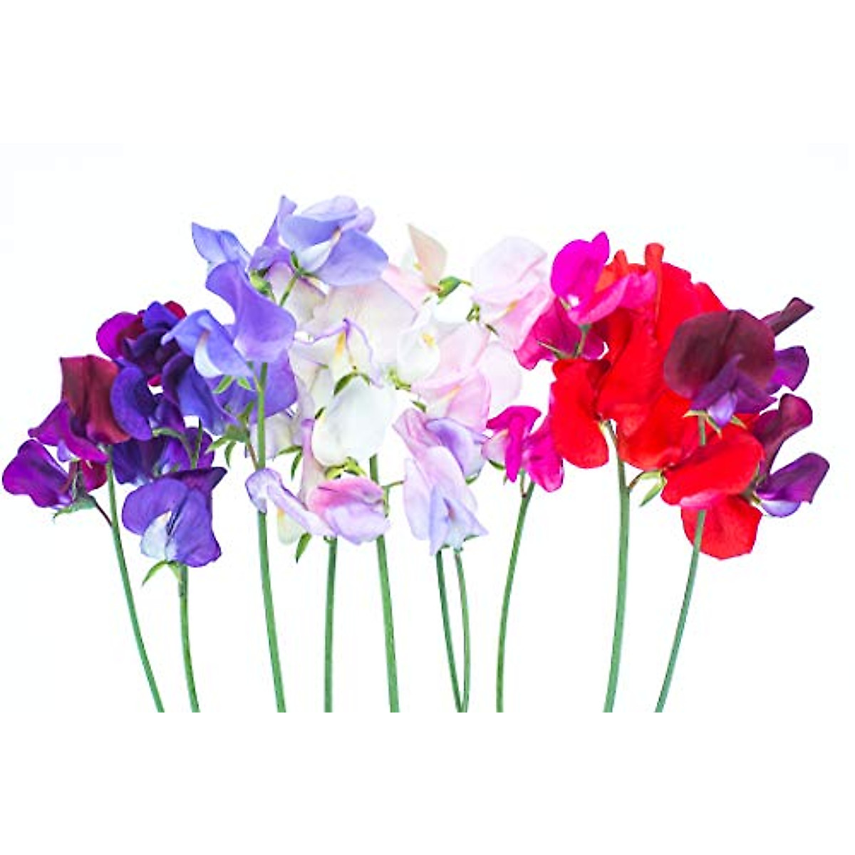 Earthcare Seeds Fragrant Sweet Peas 100 Seeds Royal Family (Lathyrus odoratus)