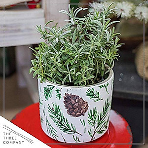 Live Aromatic and Edible Herb - Lavender (4 Per Pack), Natural Sleep Enhancer, 6" Tall by 4" Wide in 1 Pint Pot