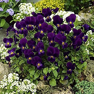 Outsidepride Viola King Henry Garden Flowers for Containers, Hanging Baskets, & Window Boxes - 1000 Seeds