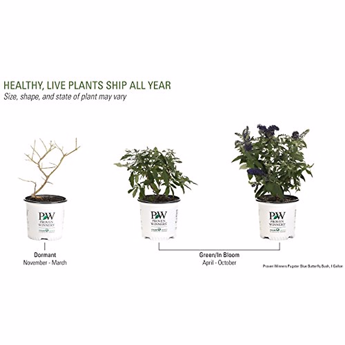 Pugster Blue Butterfly Bush (Buddleia) Live Shrub, Blue Flowers, 1 Gallon