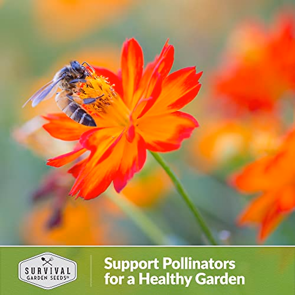 Survival Garden Seeds - Bright Lights Cosmos Seed for Planting - Packet with Instructions to Plant and Grow Cosmos Sulphureus in Your Home Flower or Vegetable Garden - Non-GMO Heirloom Variety