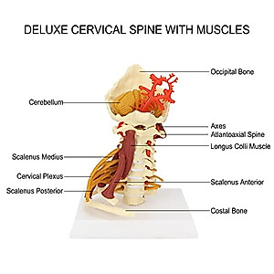 Cervical Spine Medical Model, Removable Spinal Nerves Anatomical Model Human Cervical Spine Demonstration Model Spine Anatomy Education Model for Science Classroom Study Display Teaching
