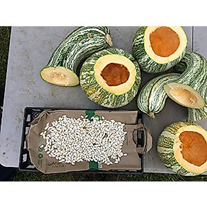 Green Striped Cushaw Pumpkin Seeds, (Crookneck Winter Squash) 25 Heirloom Seeds Per Packet, Non GMO Seeds, Botanical Name: Cucurbita argyrosperma, Isla's Garden Seeds