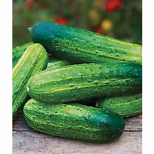 Burpee 'Pick-A-Bushel' Pickling Cucumber Seeds, 30 Non-GMO seeds