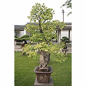 Jurassic Ginkgo | Tree Seed Grow Kit | The Jonsteen Company