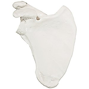 Axis Scientific Shoulder Anatomy Model of Right Scapula Bone | Shoulder Blade Model Details Skeletal Anatomy of Scapula | Scapula Model Shows Bony Landmarks and Anatomical Detail