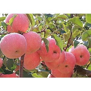 Dwarf Bonsai Apple Tree Seeds - 50 Seeds - Grow Exotic Indoor Fruit Bonsai