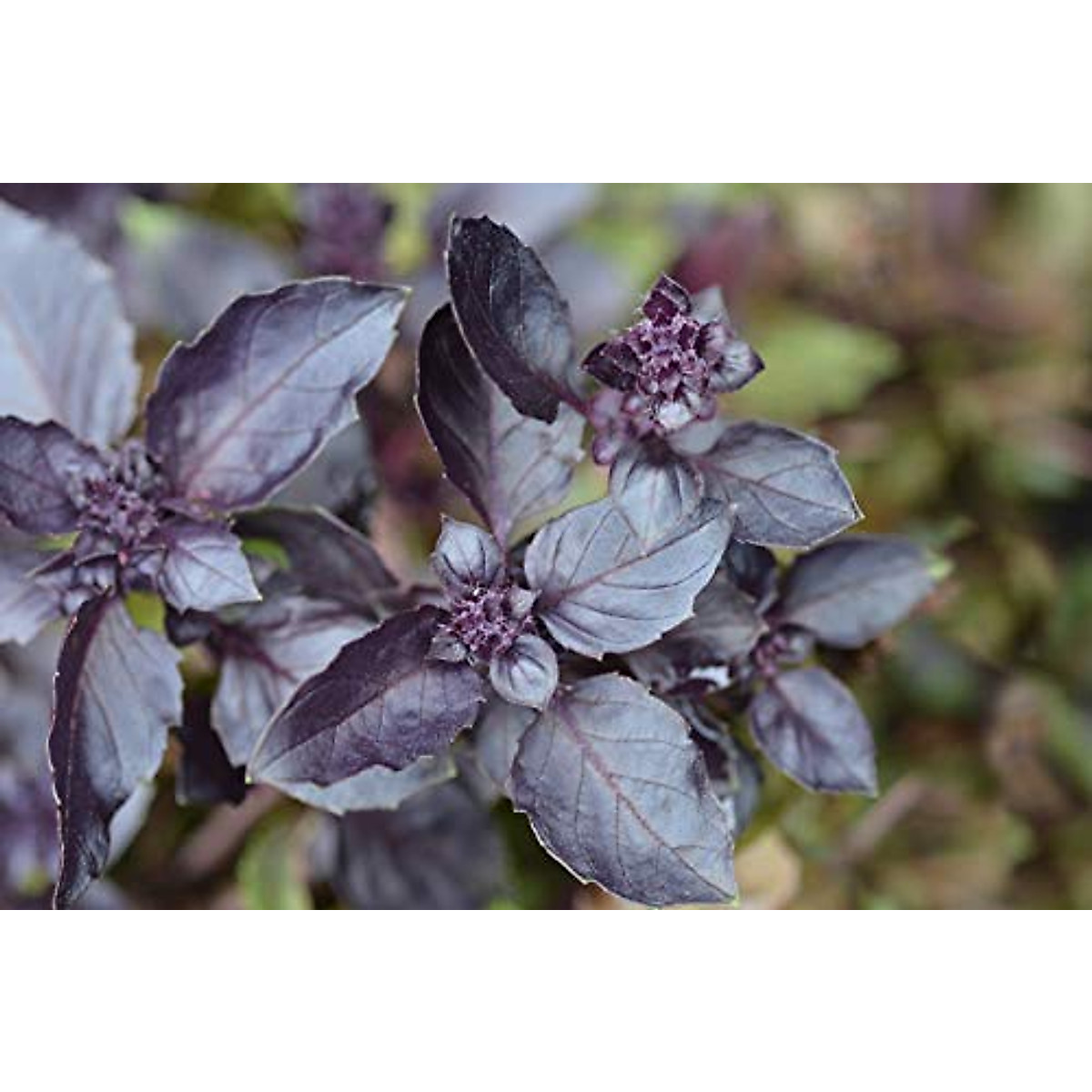 Sow Right Seeds - Opal Basil Seed for Planting - 500 Non-GMO Heirloom Seeds - Full Instructions for Easy Planting and Growing a Kitchen Herb Garden, Indoors or Outdoor; Great Gardening Gift (1)