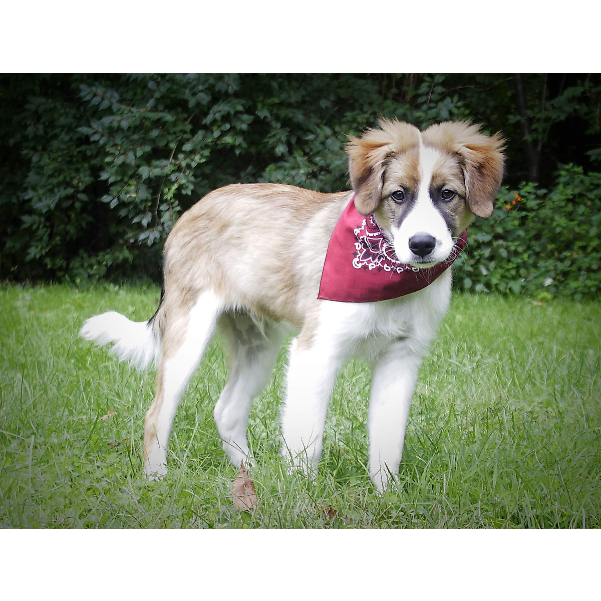 $averPak BodyForge - InsectGuard Permethrin Treated Mosquitoes, Flies, Ticks & More Insect Repellent Bandanna Face Mask Headband (Digital Camo)