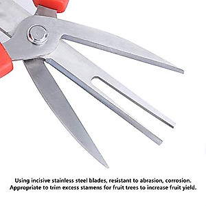 Kadimendium Tree Trimmers, Garden Secateurs Bonsai Tools for Outdoor Use for Branches for Fruit Yield