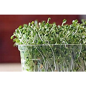 Garden Trio Sprouting Mix Seeds, 1/2 Pound/ 8 Ounces , "COOL BEANS n SPROUTS" Brand, This is a Mix of Broccoli, Radish and Alfalfa Seeds.