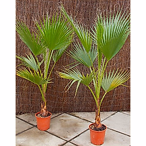 1086-Palm, Mexican Fan Tree (‎Washingtonia robusta) Seeds by Robsrareandgiantseeds UPC0764425786740 Non-GMO,Organic,USA-Grower,Bonsai, 1086 Package of 5 Seeds